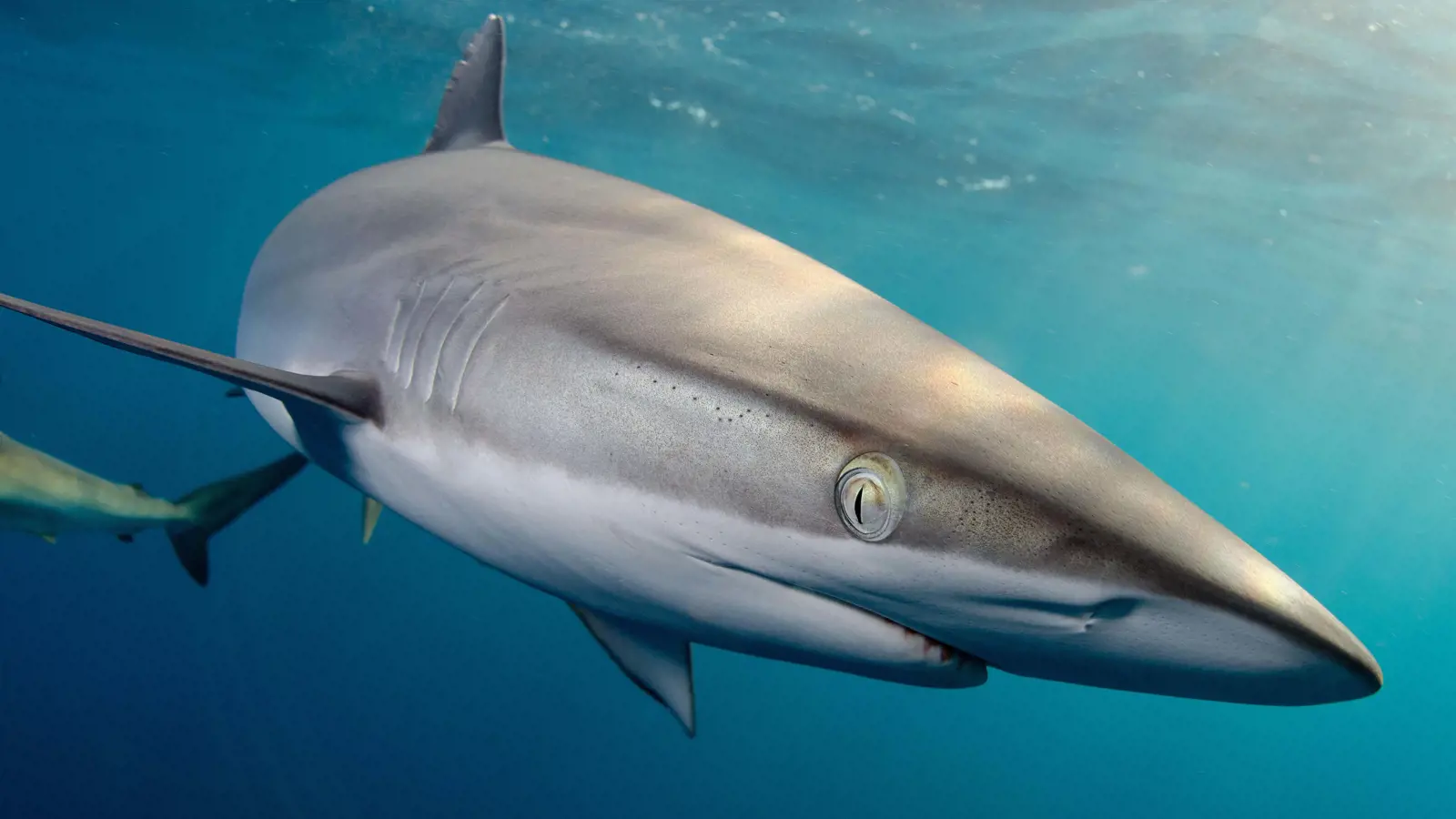 Nat Geo Live: The Untold Story of Sharks | Visit Santa Monica
